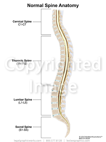 Lumbar Spine Sagittal View
